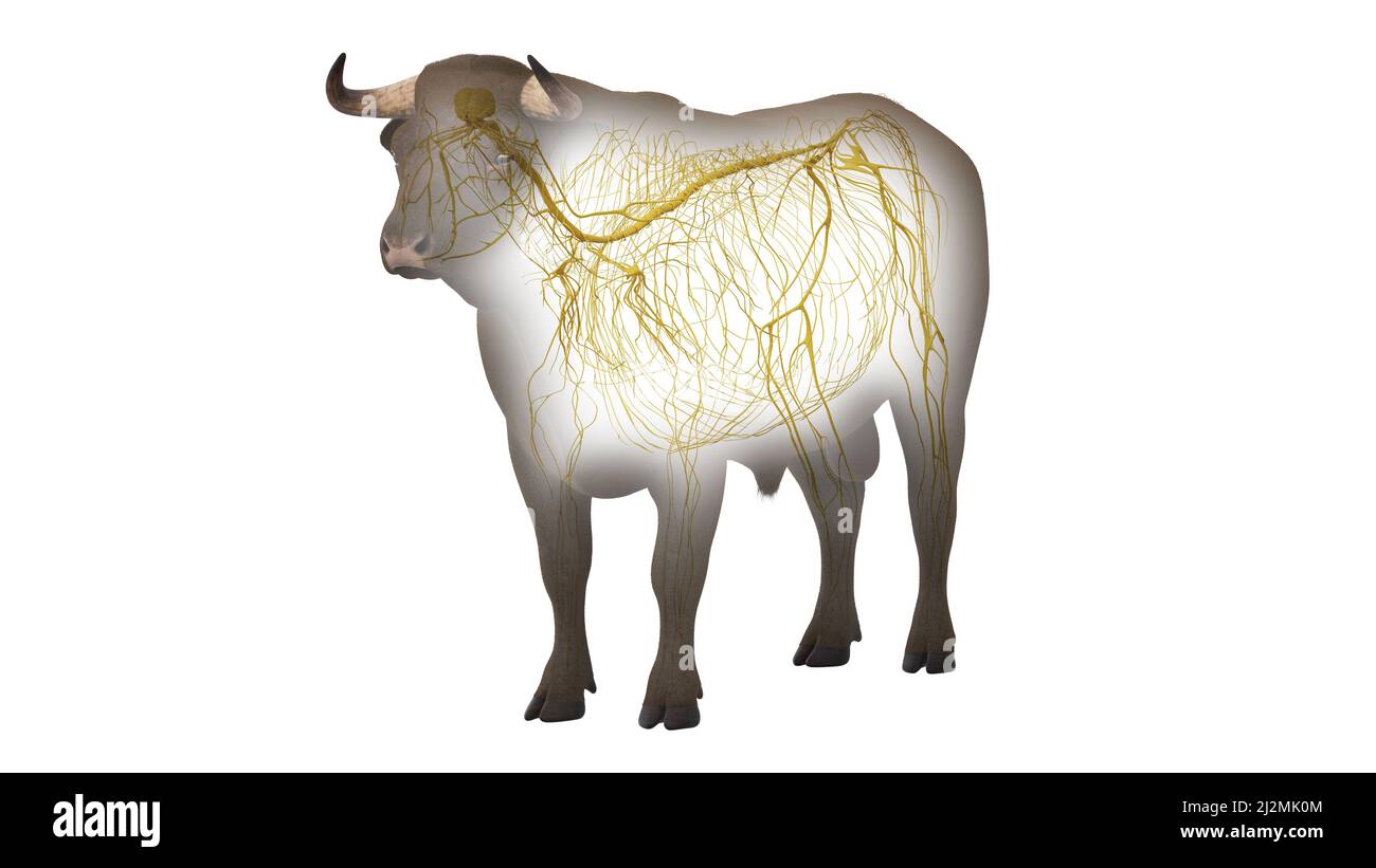 Cattle nervous system, illustration Stock Photo - Alamy