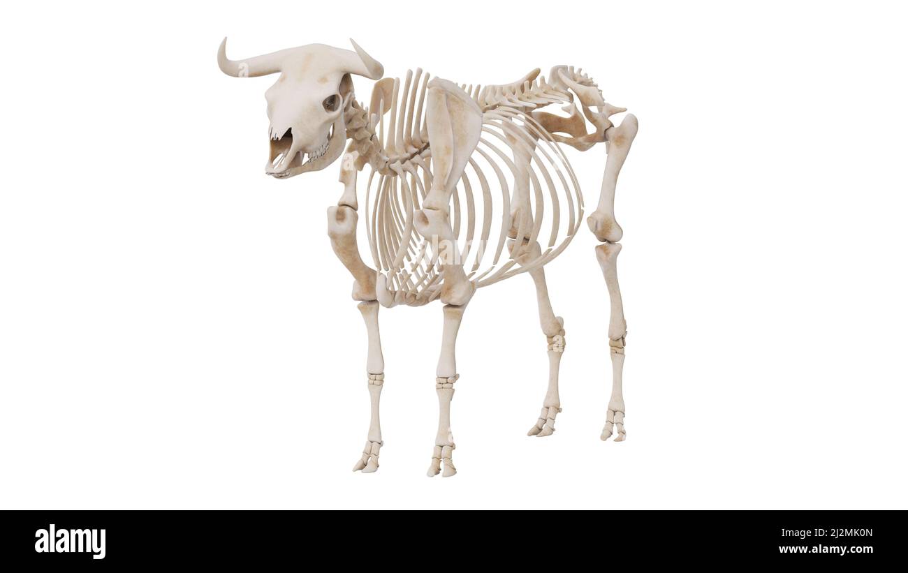 Cattle skeleton, illustration Stock Photo - Alamy