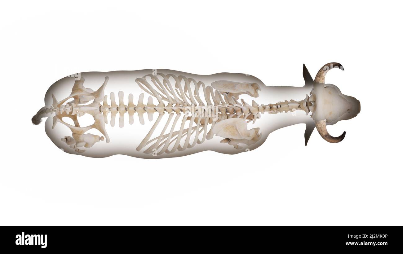 Cattle skeleton, illustration Stock Photo - Alamy