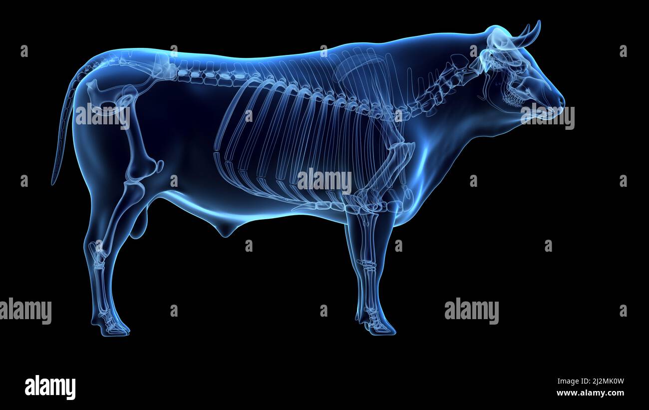 Cattle skeleton, illustration Stock Photo - Alamy