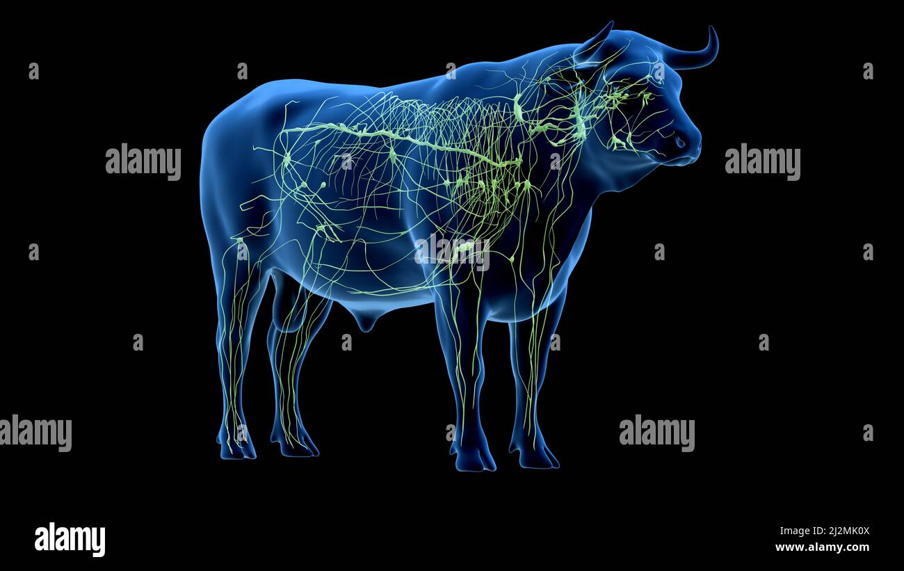 Cattle lymphatic system, illustration Stock Photo - Alamy