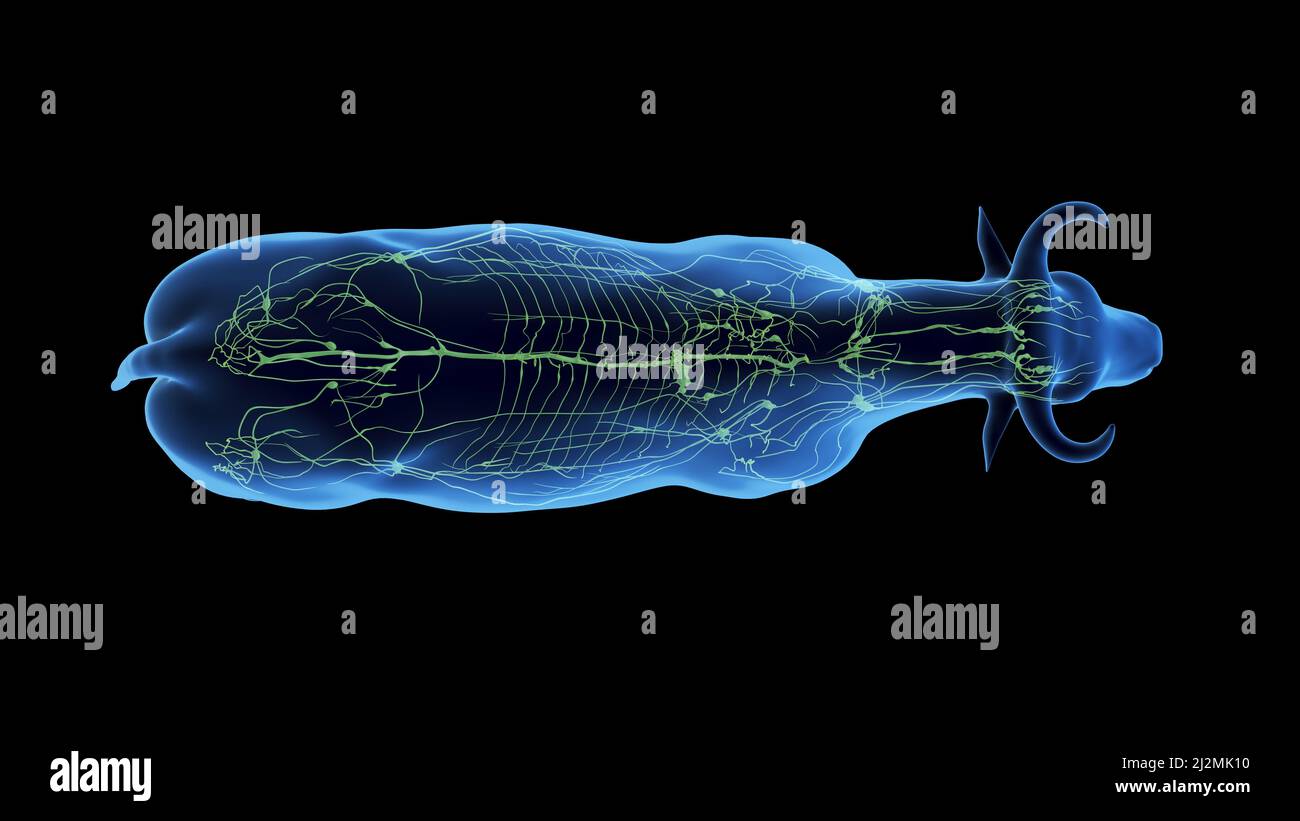 Cattle lymphatic system, illustration Stock Photo - Alamy