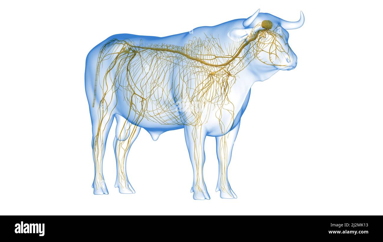 Cattle nervous system, illustration Stock Photo - Alamy