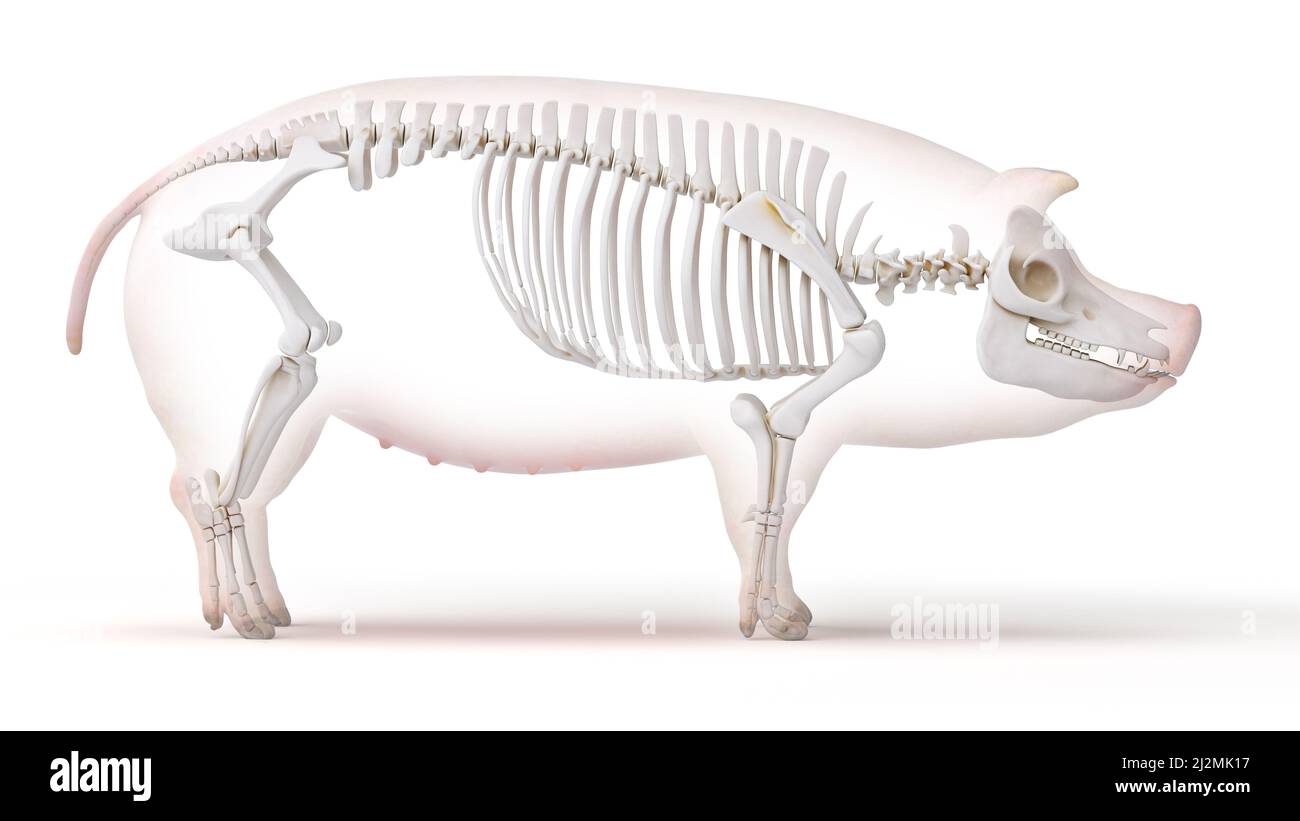 Pig skeleton anatomy hi-res stock photography and images - Alamy
