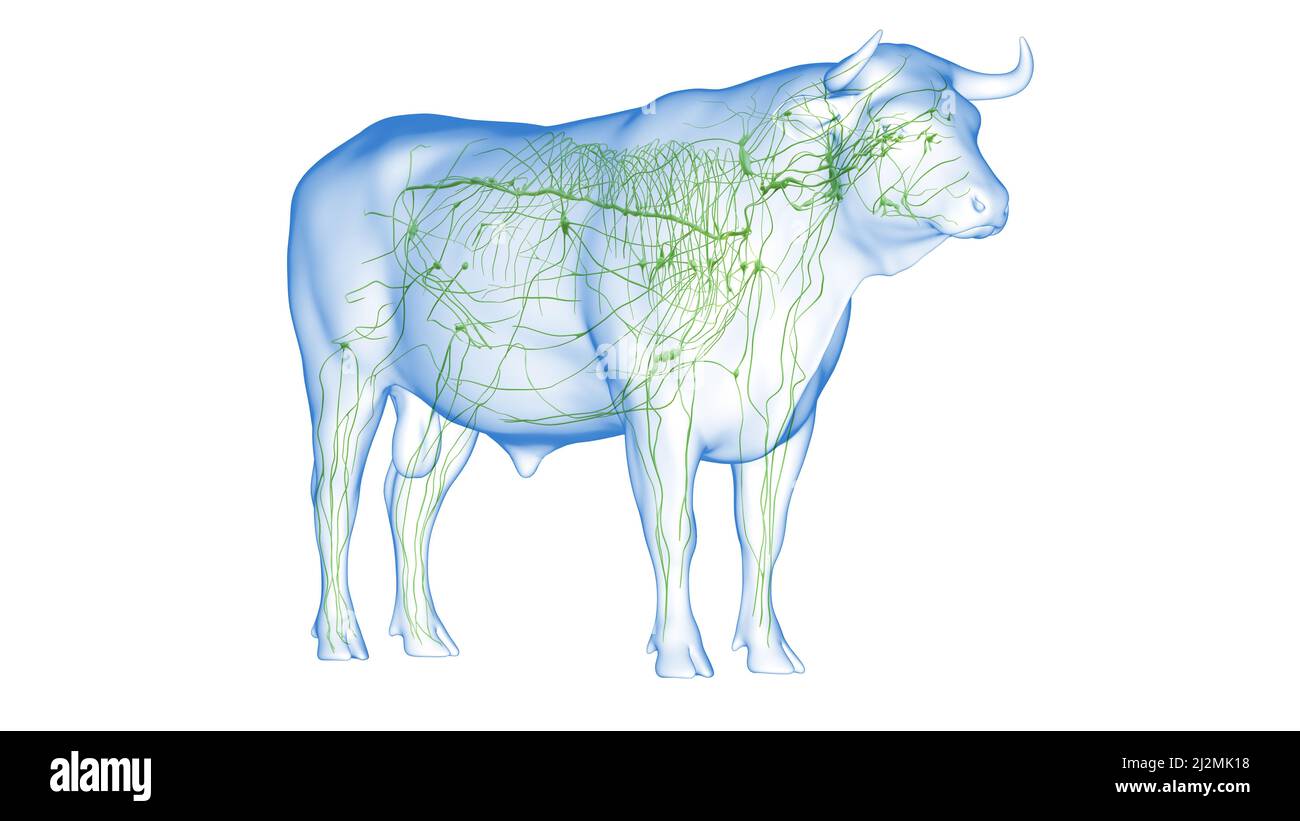 Cattle lymphatic system, illustration Stock Photo - Alamy
