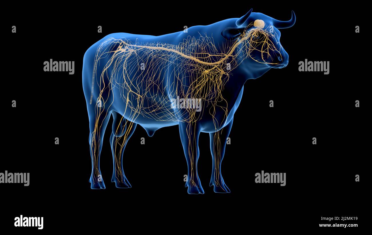 Cattle nervous system, illustration Stock Photo - Alamy