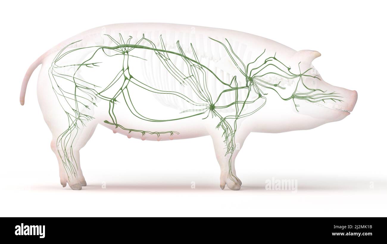 Pig lymphatic system, illustration Stock Photo - Alamy