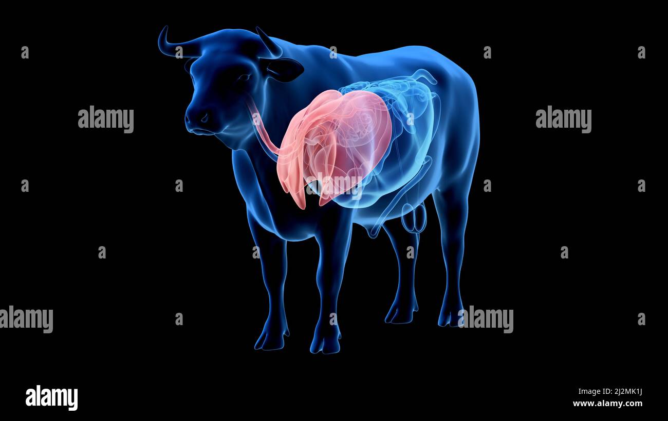 Cow lung hi-res stock photography and images - Alamy