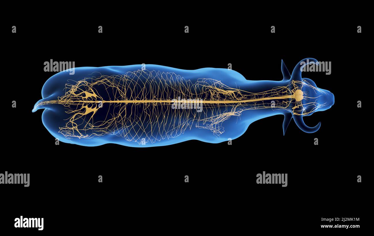 Cattle nervous system, illustration Stock Photo - Alamy