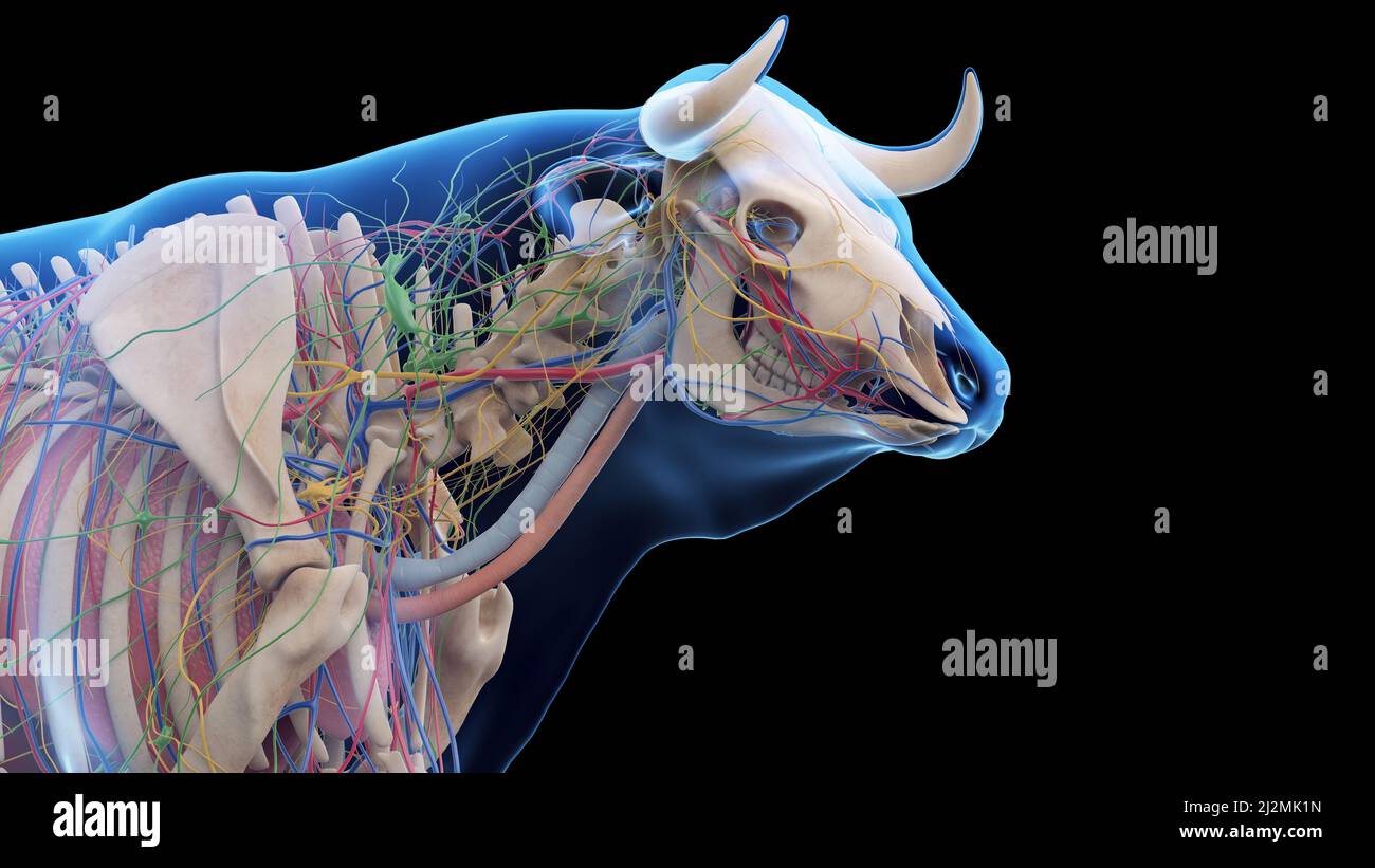 Cattle anatomy, illustration Stock Photo - Alamy