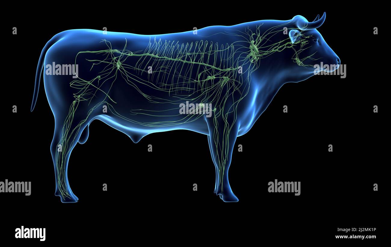 Cattle lymphatic system, illustration Stock Photo - Alamy