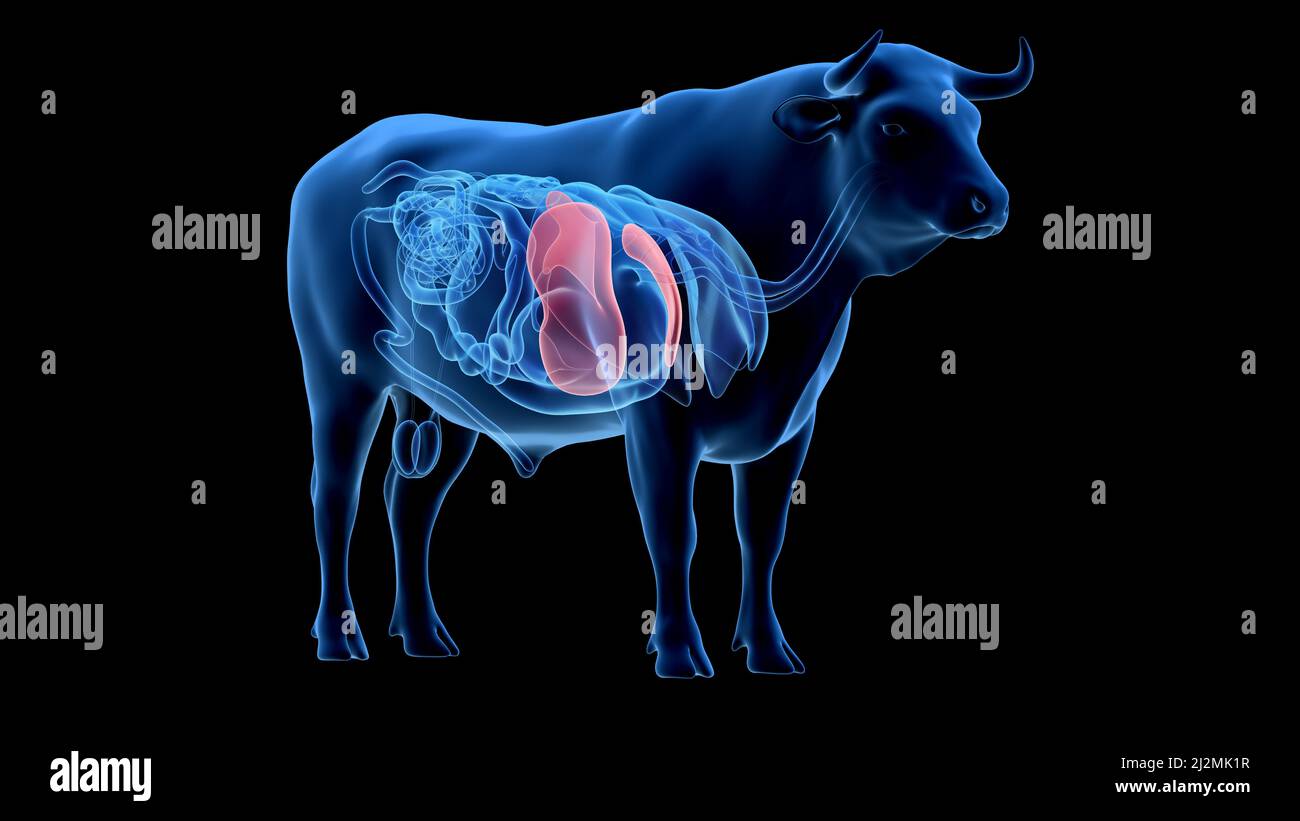 Cattle liver, illustration Stock Photo - Alamy