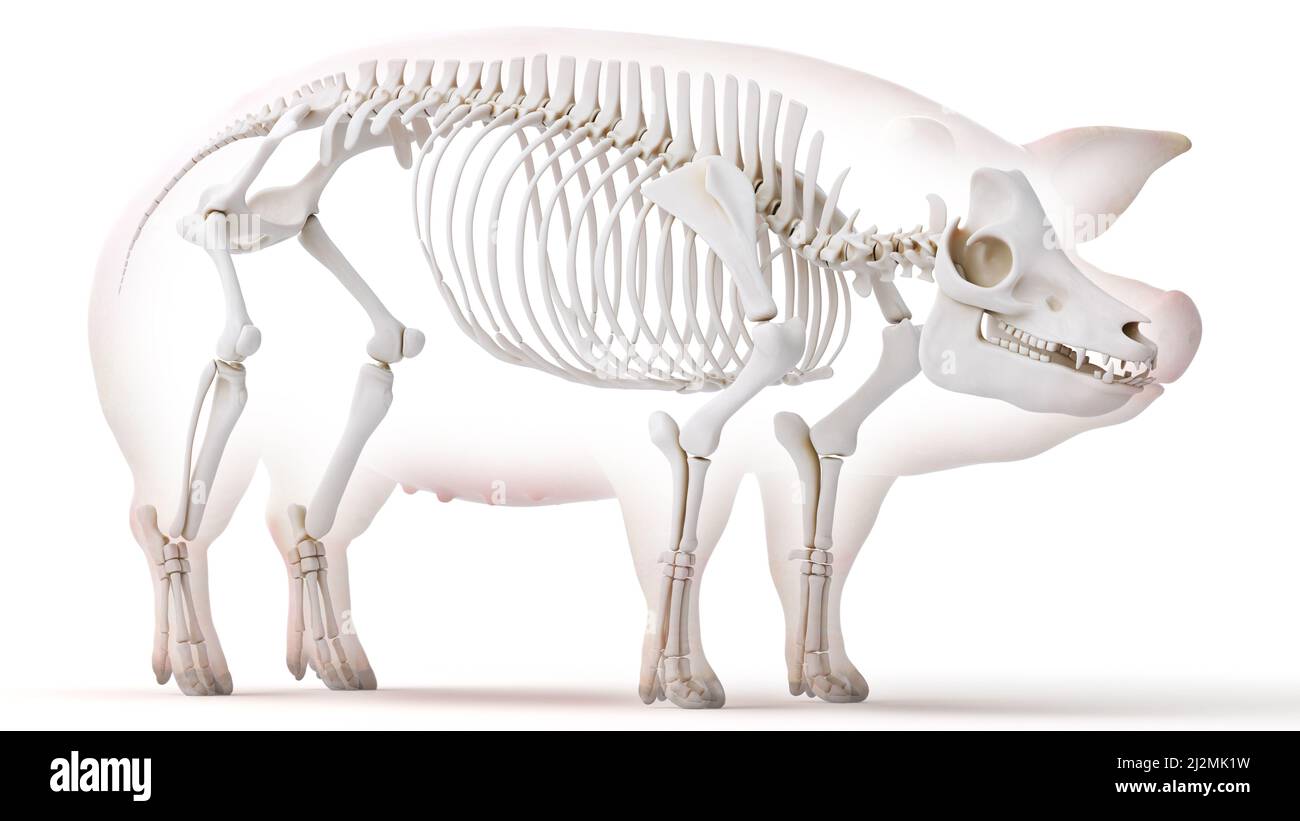 Pig skeleton, illustration Stock Photo - Alamy