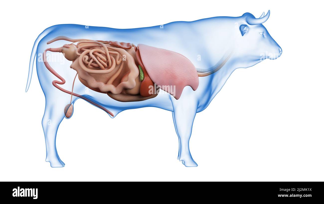 Cattle organs, illustration Stock Photo - Alamy