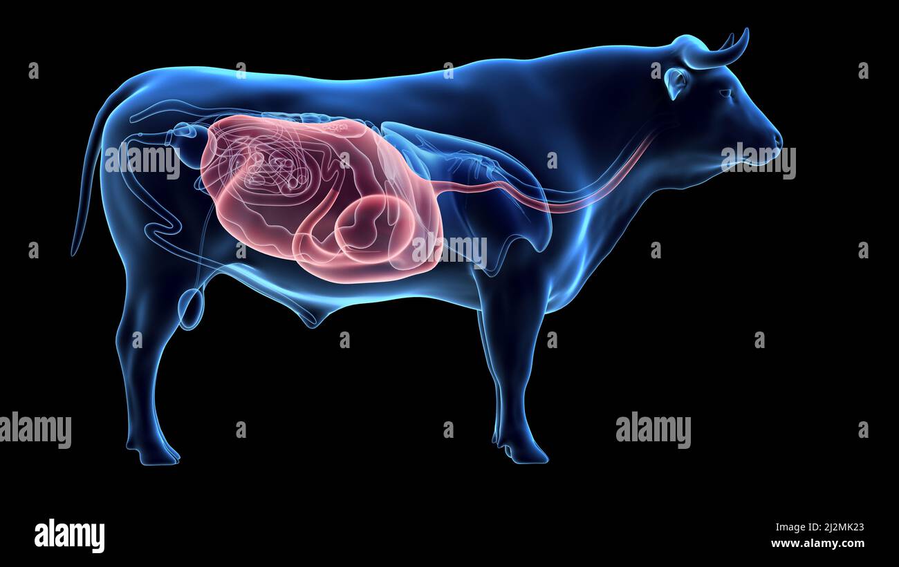 Cattle stomach hi-res stock photography and images - Alamy