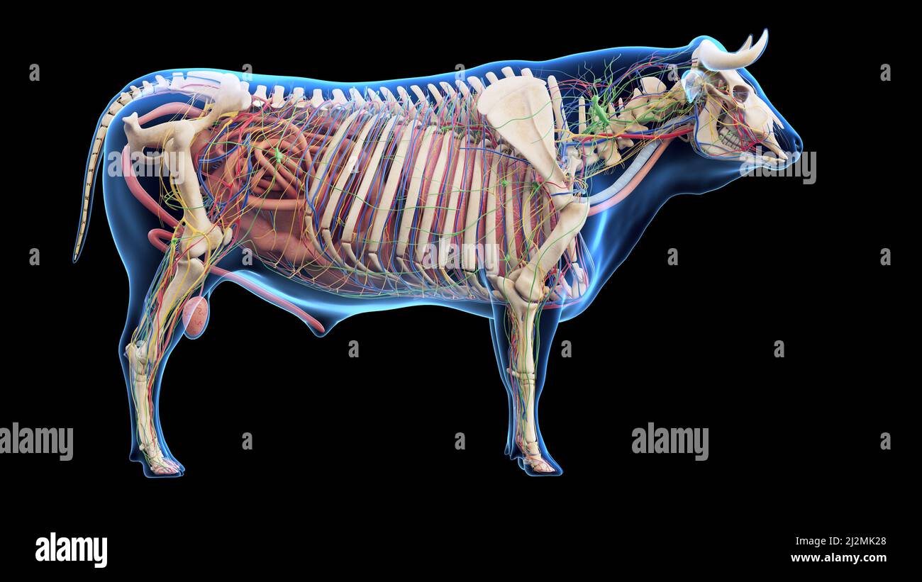Cattle anatomy, illustration Stock Photo - Alamy