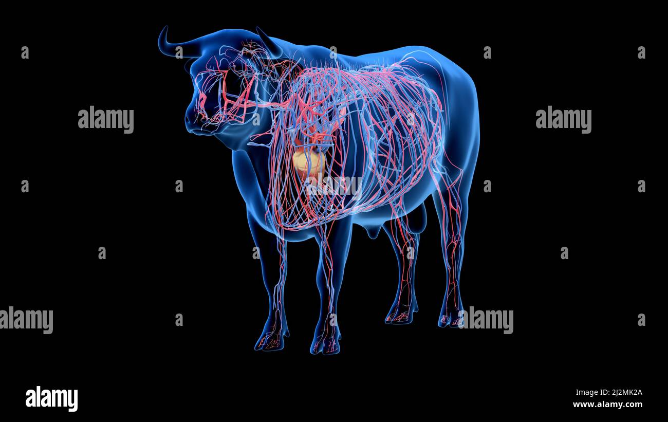 Cattle vascular system, illustration Stock Photo - Alamy
