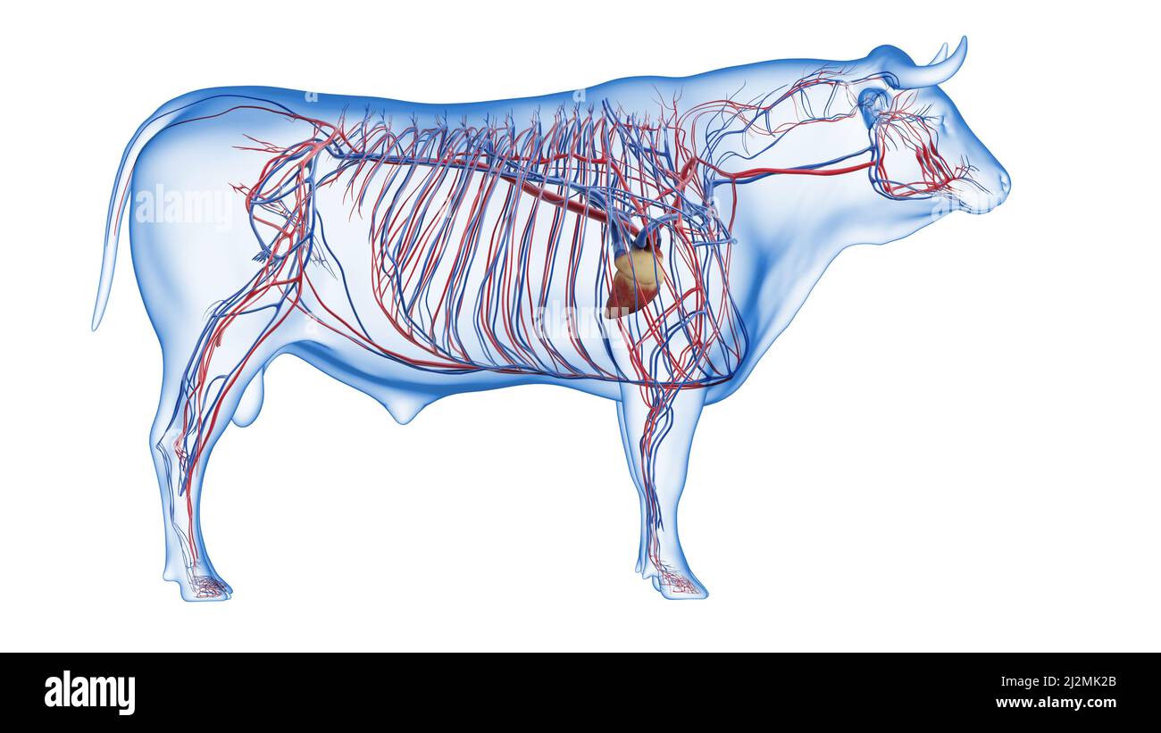 Cattle vascular system, illustration Stock Photo - Alamy
