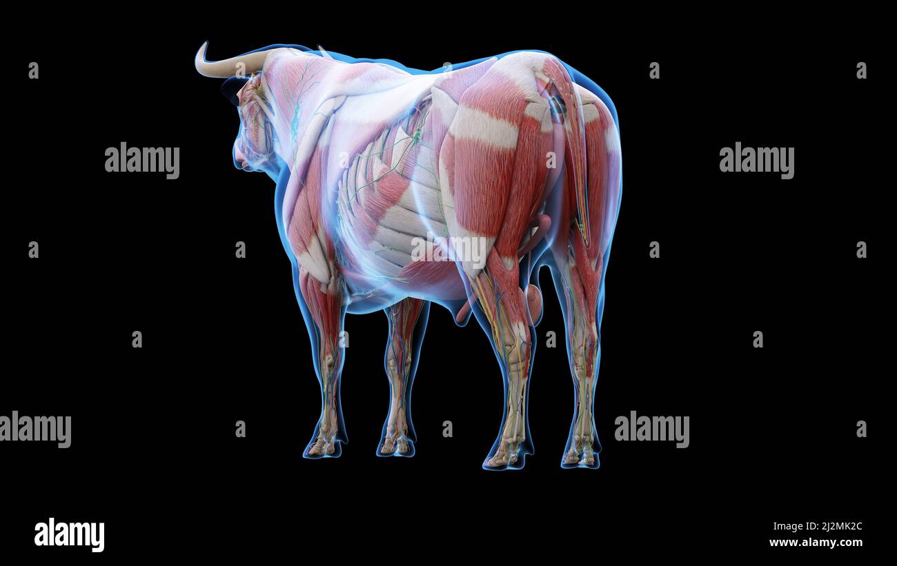 Cattle anatomy, illustration Stock Photo - Alamy