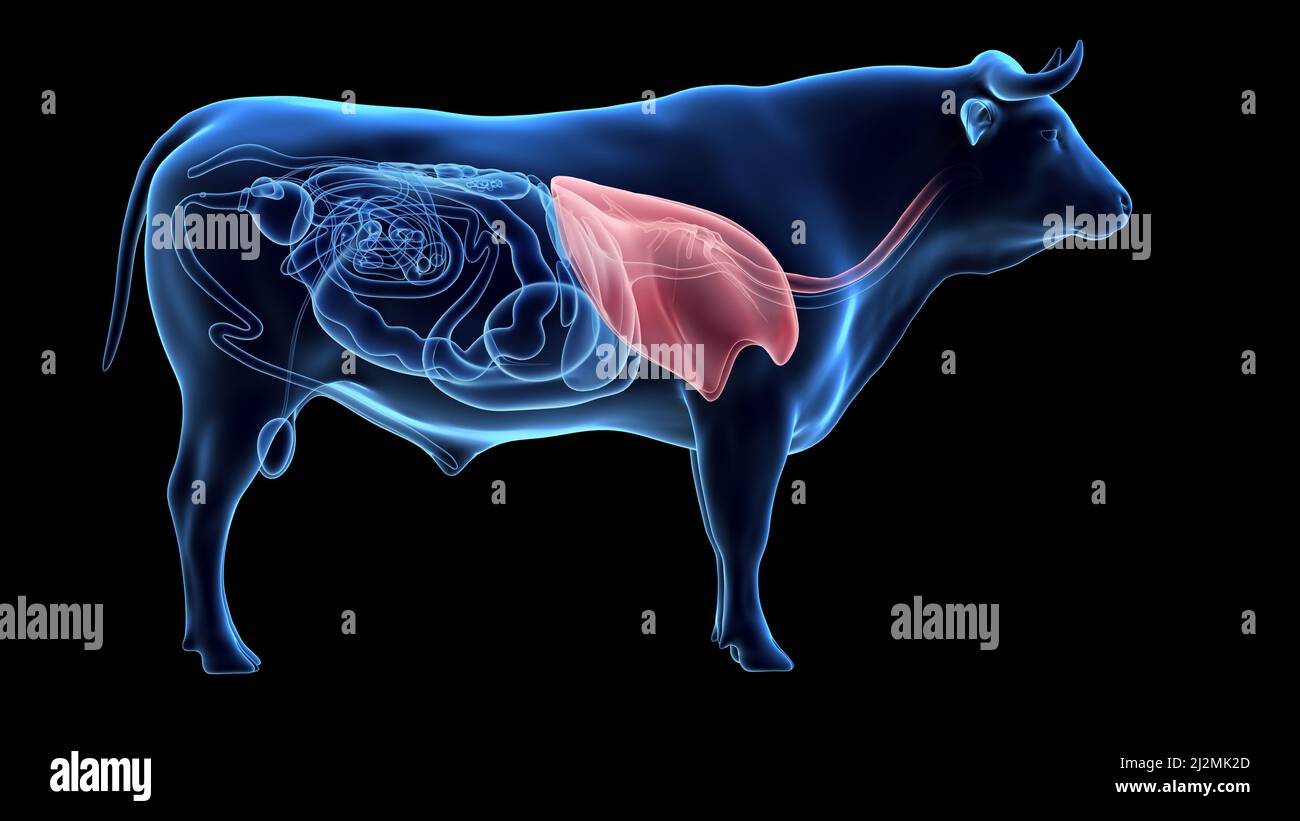 Cattle lung, illustration Stock Photo - Alamy