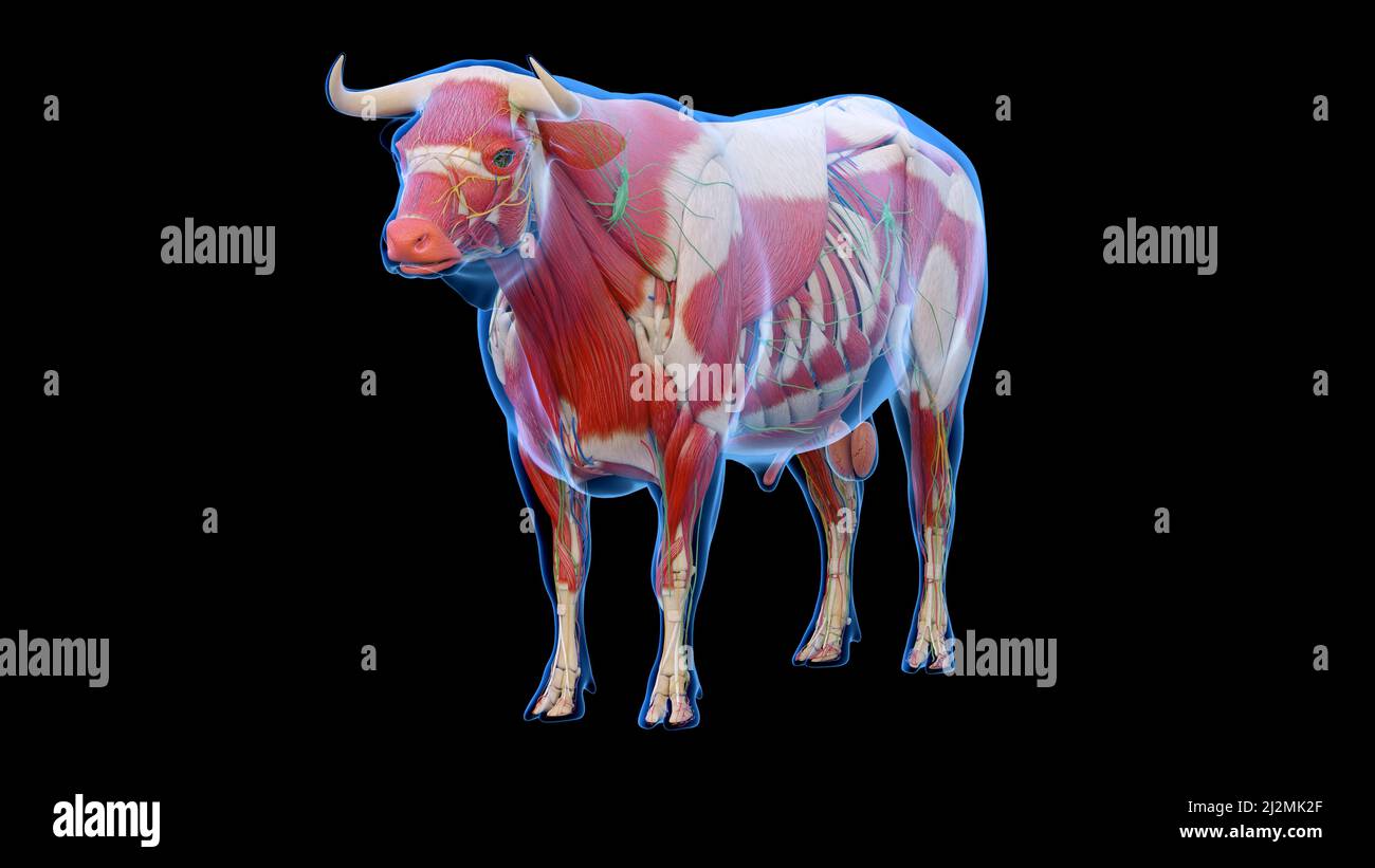 Cattle anatomy, illustration Stock Photo - Alamy