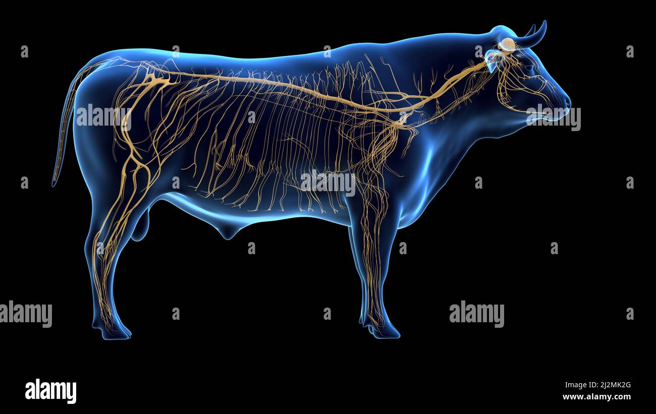 Cattle nervous system, illustration Stock Photo - Alamy