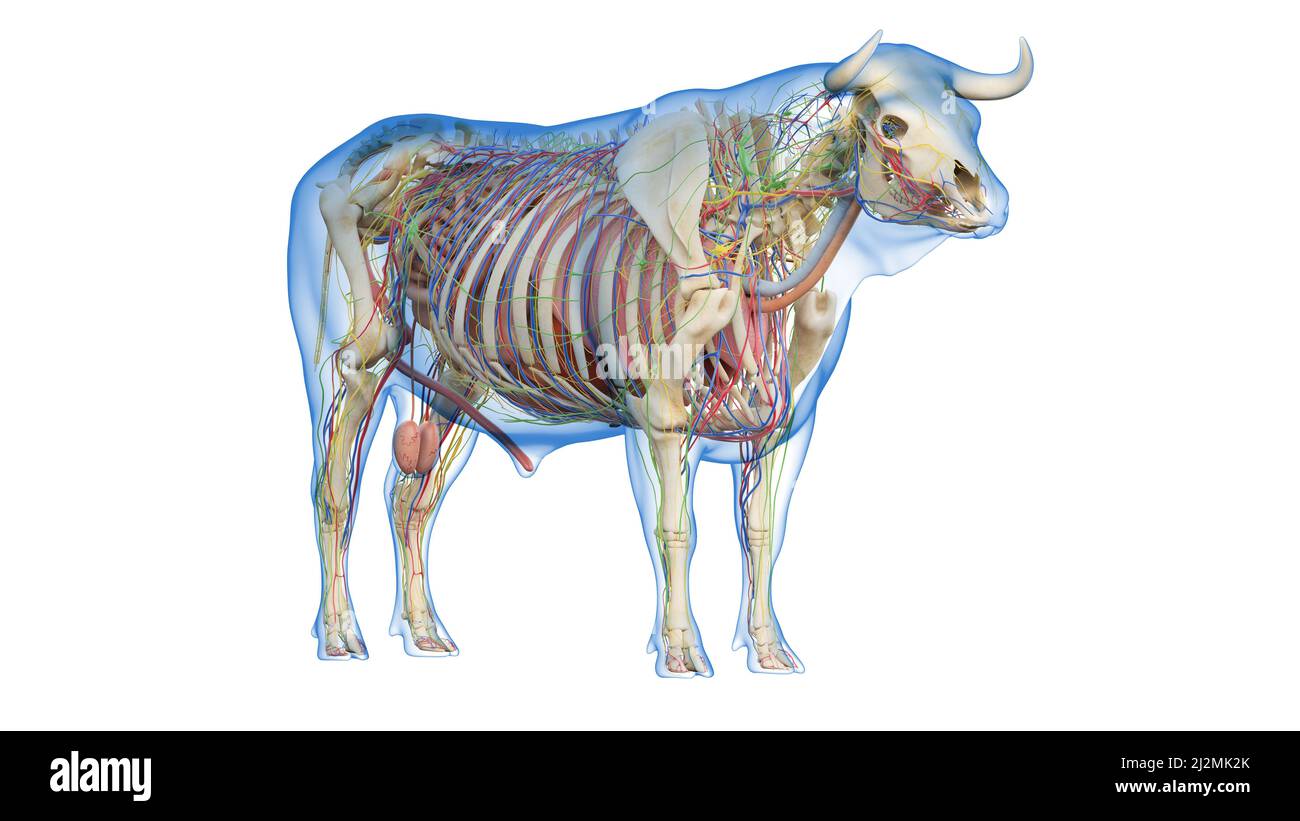 Cattle anatomy, illustration Stock Photo - Alamy