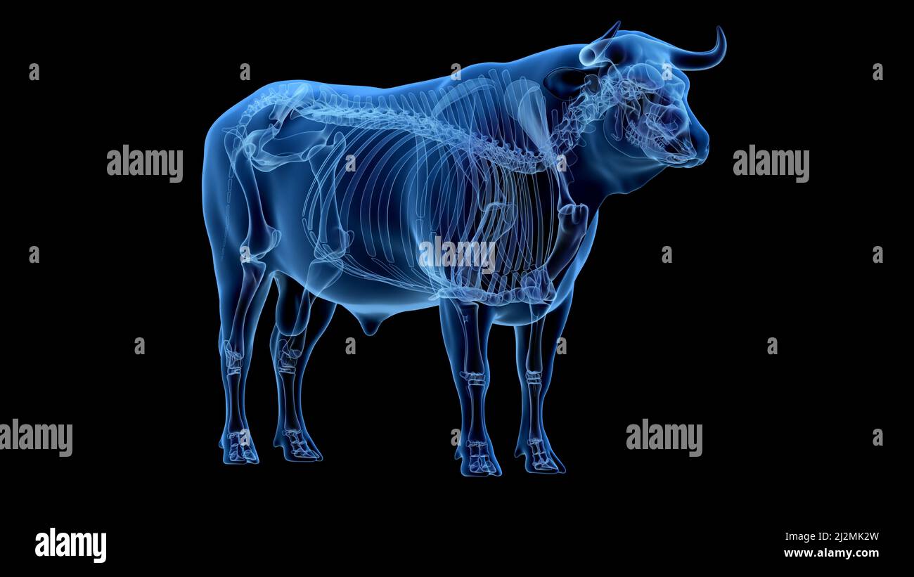 Cattle skeleton, illustration Stock Photo - Alamy