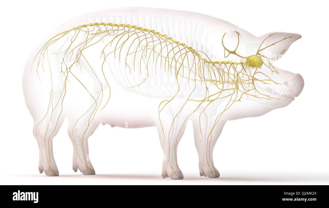 Pig brain illustration hi-res stock photography and images - Alamy