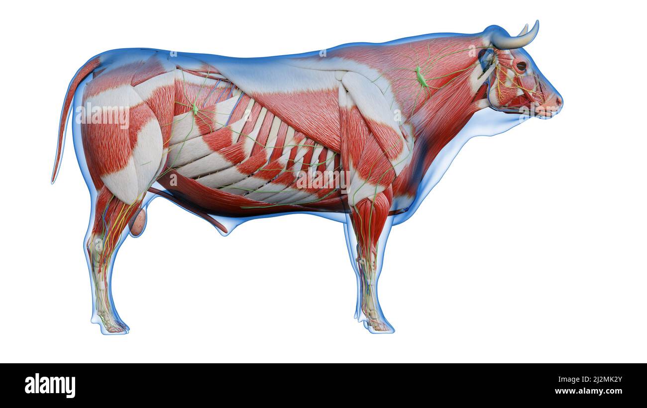 Cattle anatomy, illustration Stock Photo - Alamy