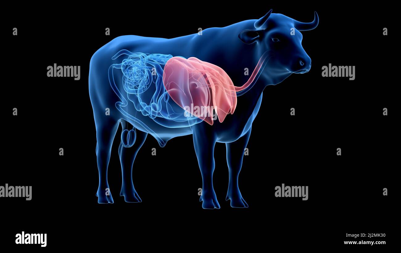 Cattle lung, illustration Stock Photo - Alamy