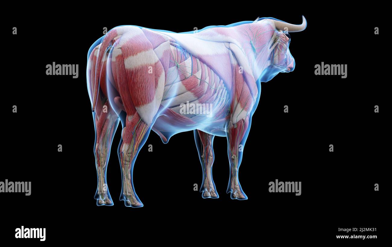 Cattle anatomy, illustration Stock Photo - Alamy