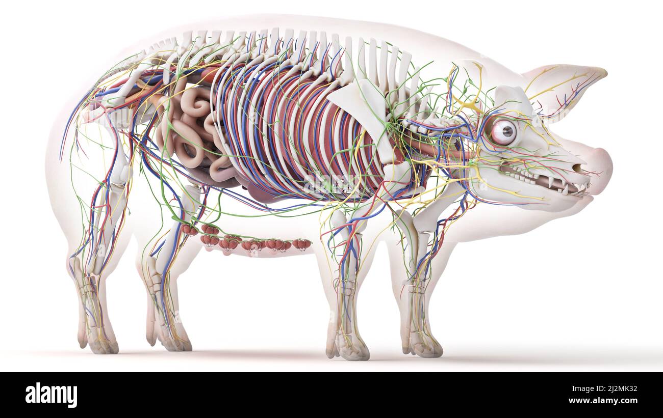 Pig anatomy, illustration Stock Photo - Alamy