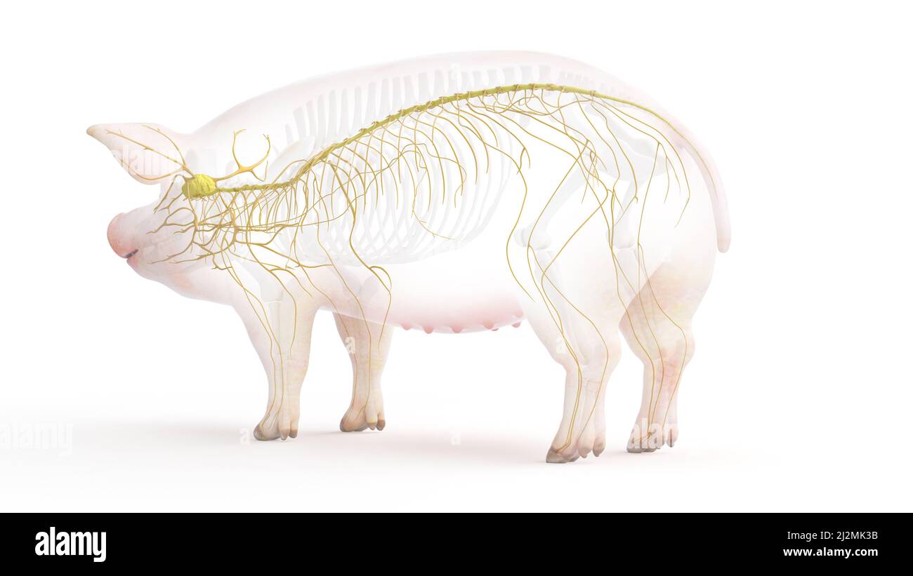 Pig brain illustration hi-res stock photography and images - Alamy