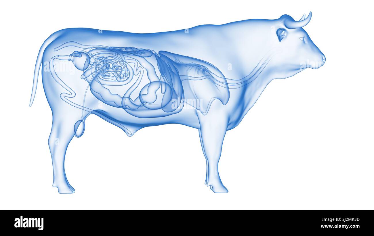 Cattle organs, illustration Stock Photo - Alamy
