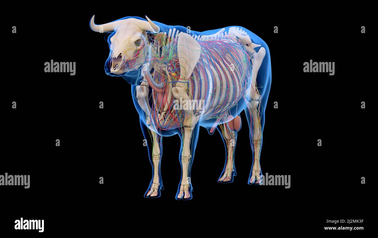 Cattle anatomy, illustration Stock Photo - Alamy