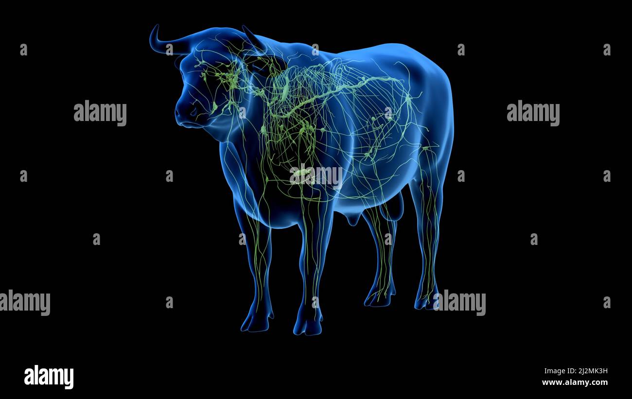 Cattle lymphatic system, illustration Stock Photo - Alamy