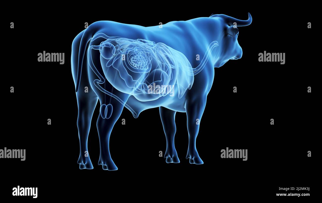 Cattle organs, illustration Stock Photo - Alamy