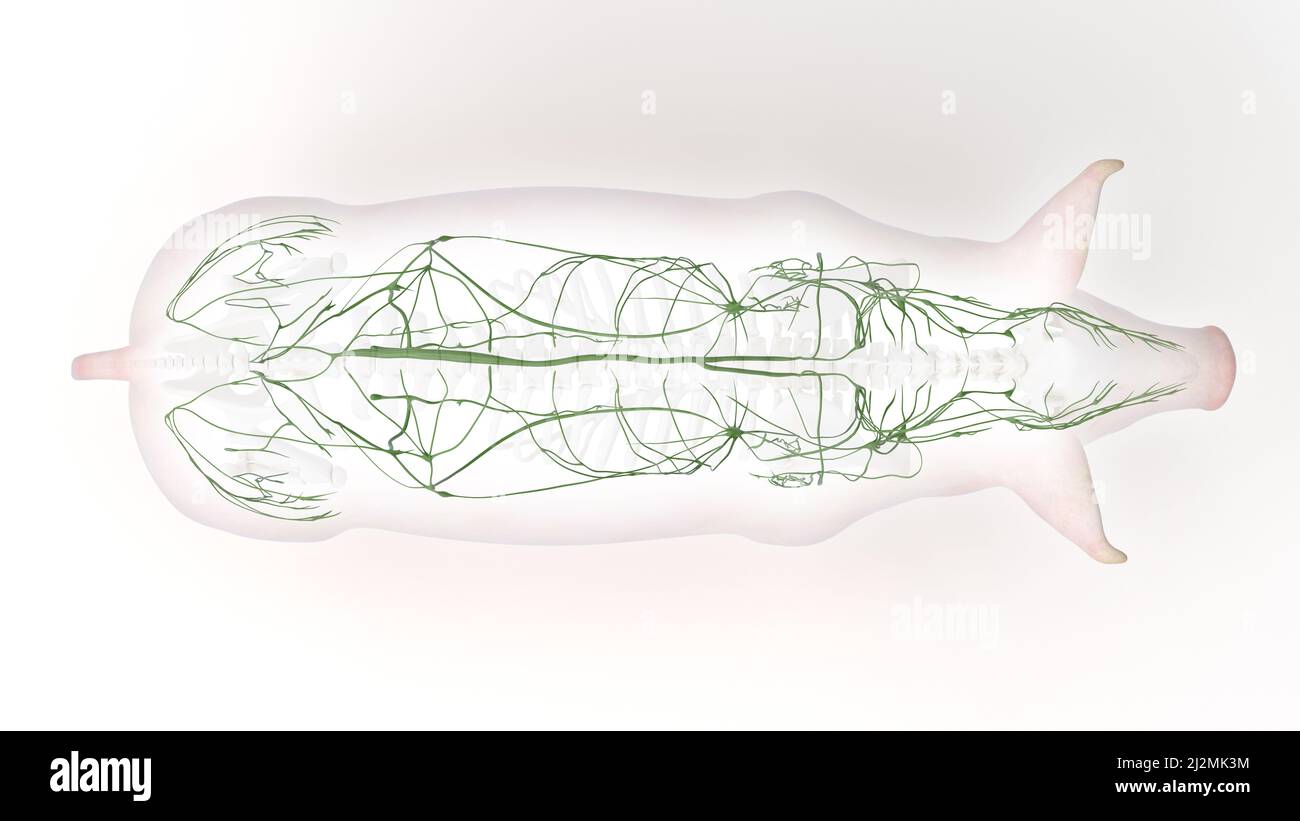 Pig lymphatic system, illustration Stock Photo - Alamy