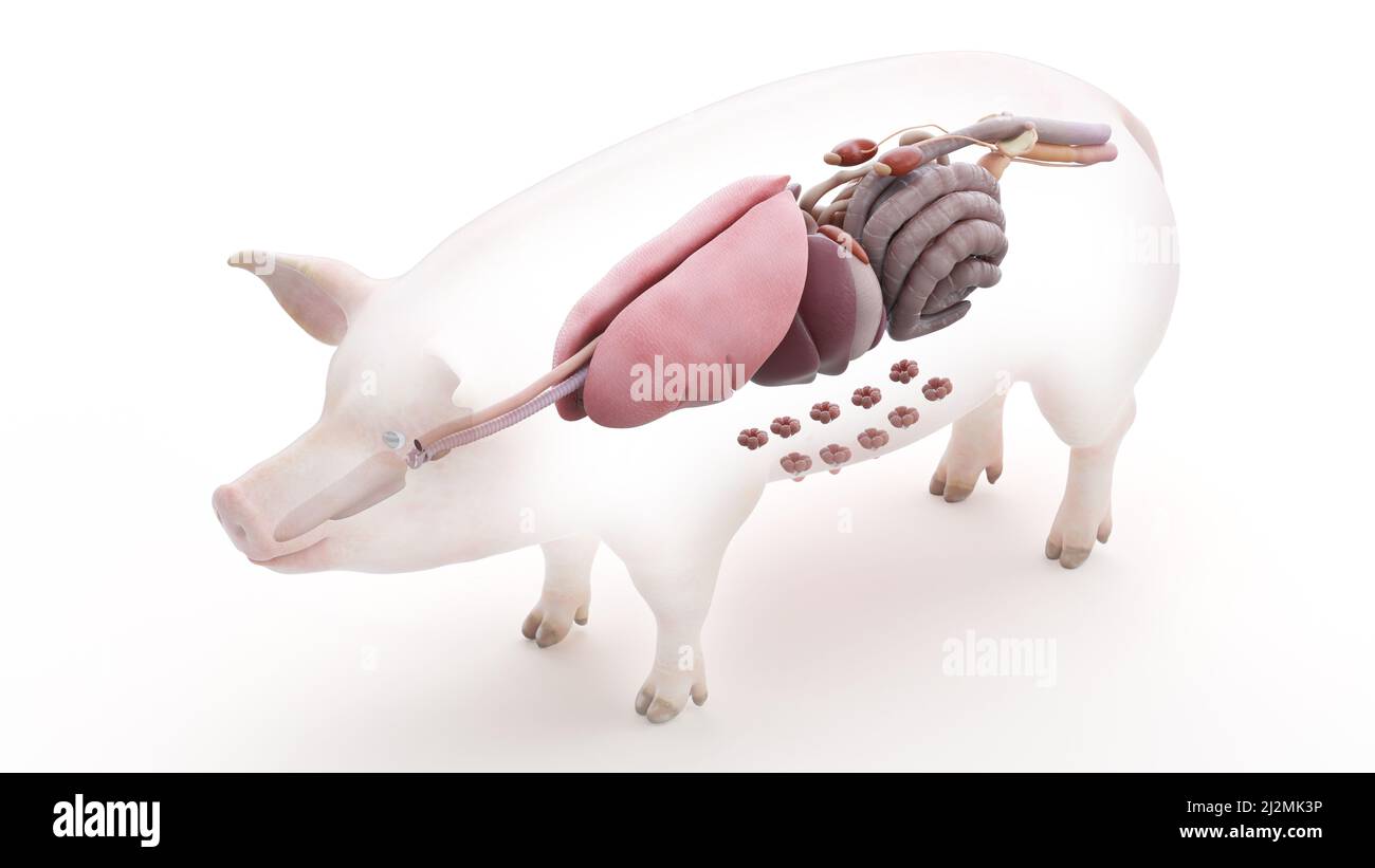 Pig anatomy kidney hi-res stock photography and images - Alamy