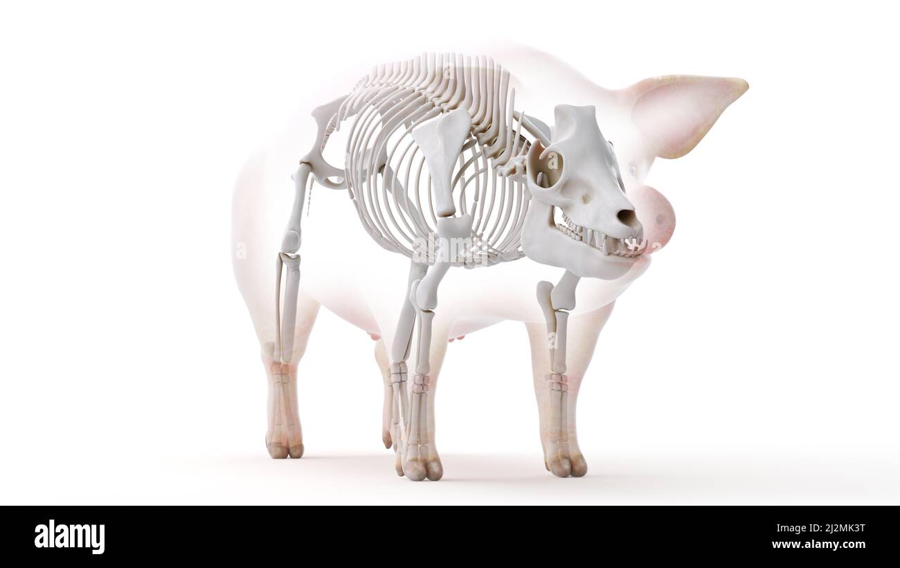 Pig skeleton, illustration Stock Photo - Alamy