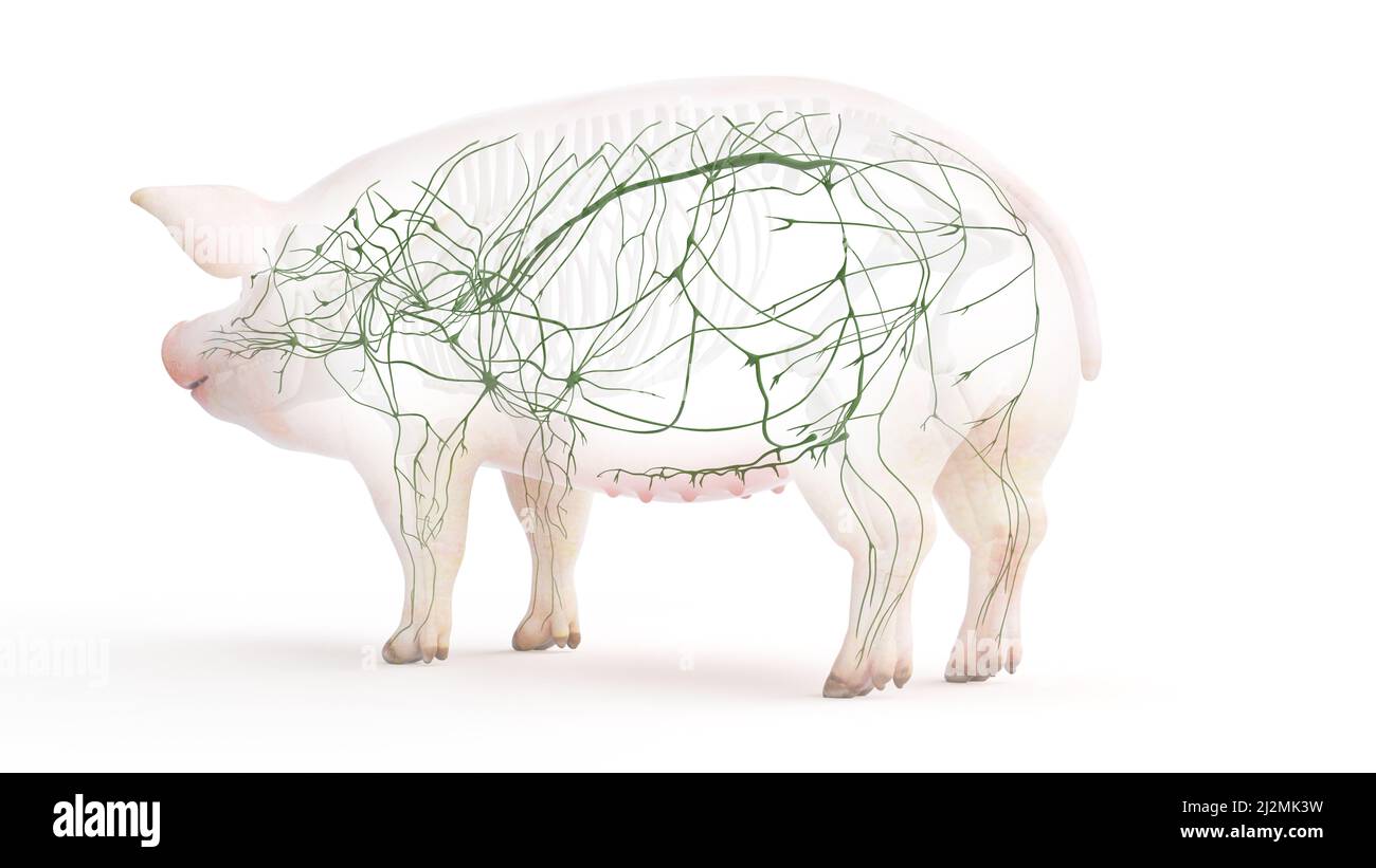 Pig lymphatic system, illustration Stock Photo - Alamy