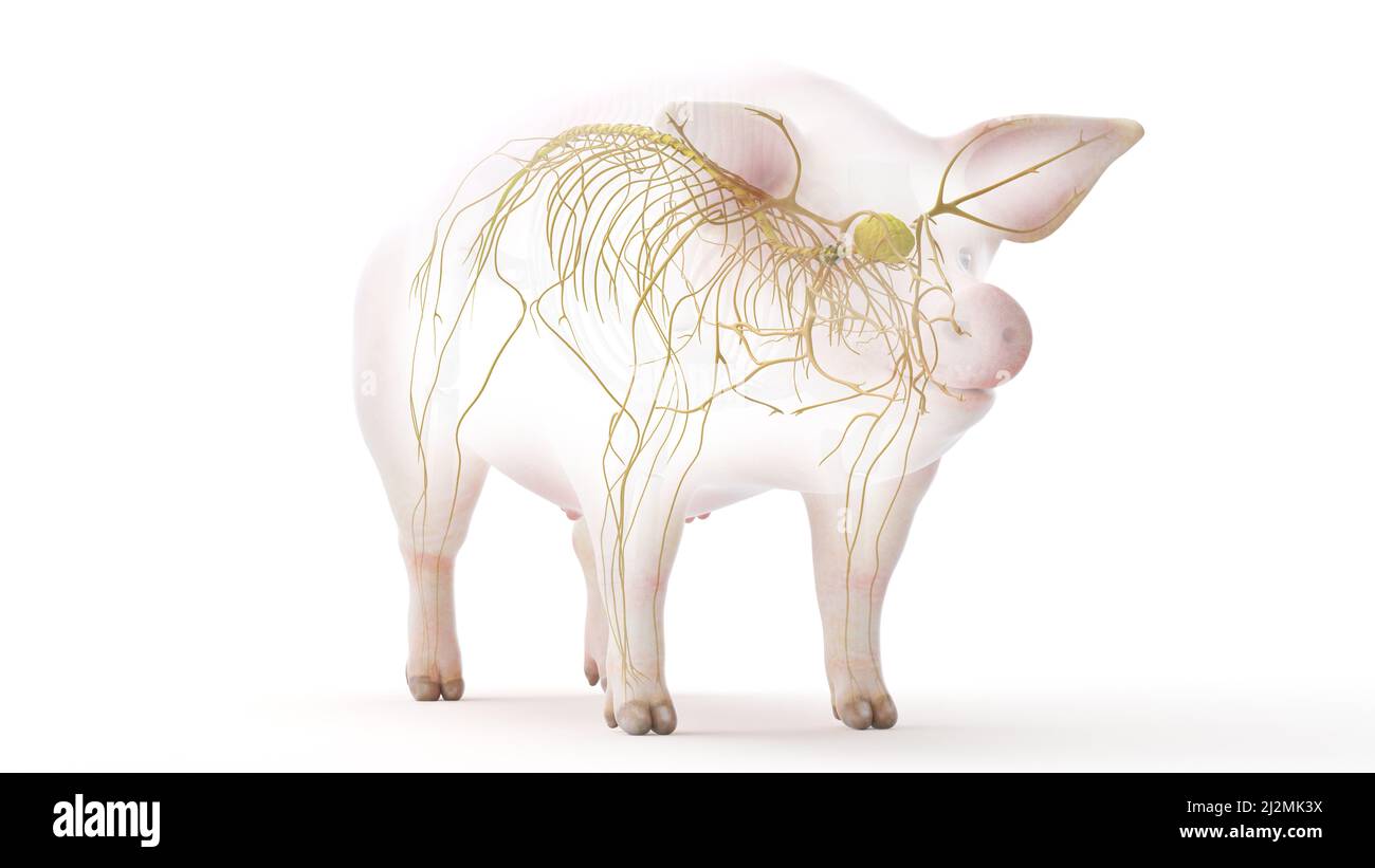 Pig nervous system, illustration Stock Photo - Alamy