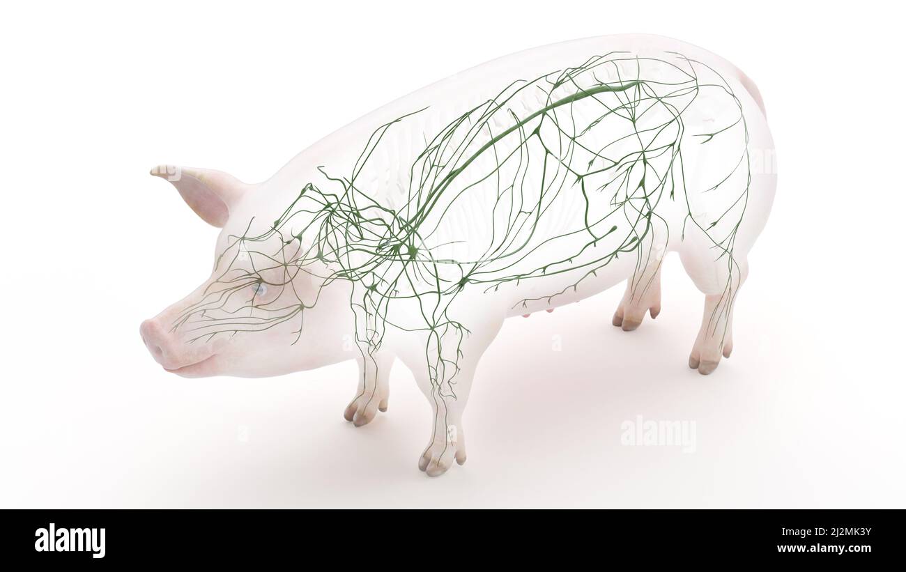 Pig lymphatic system, illustration Stock Photo - Alamy