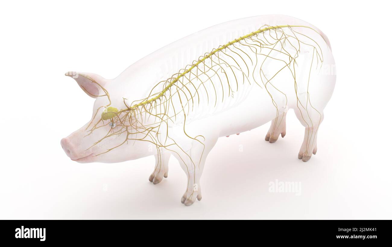 Pig nervous system, illustration Stock Photo - Alamy