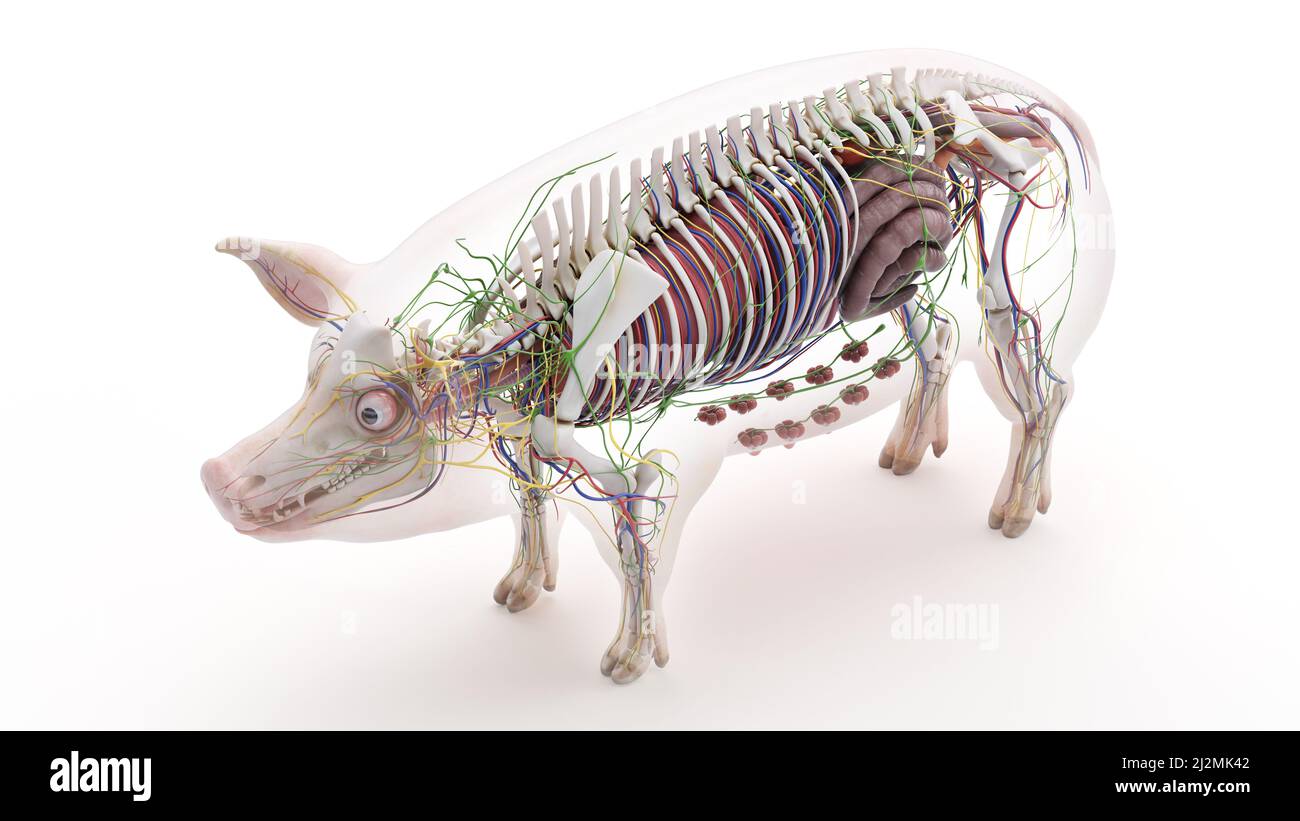 Porcine anatomy hi-res stock photography and images - Alamy