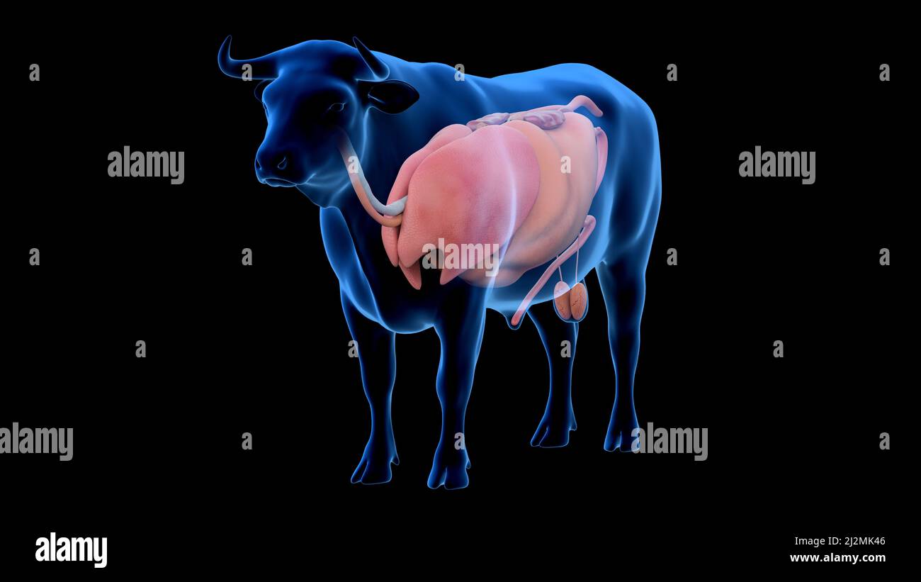 Cattle organs, illustration Stock Photo - Alamy