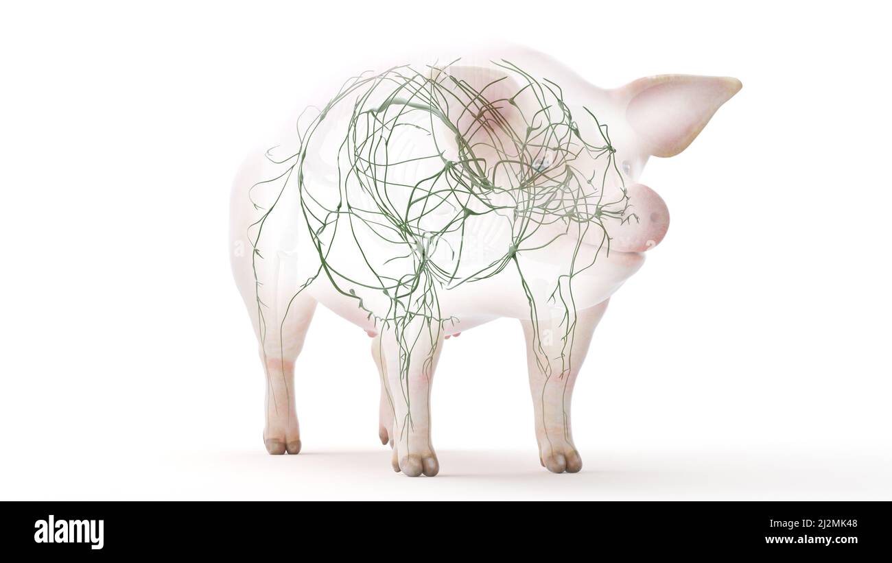 Pig lymphatic system, illustration Stock Photo - Alamy