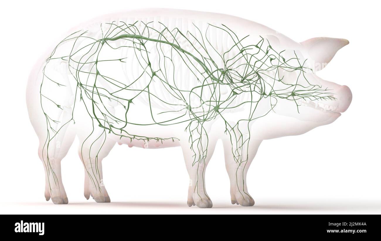 Pig lymphatic system, illustration Stock Photo - Alamy