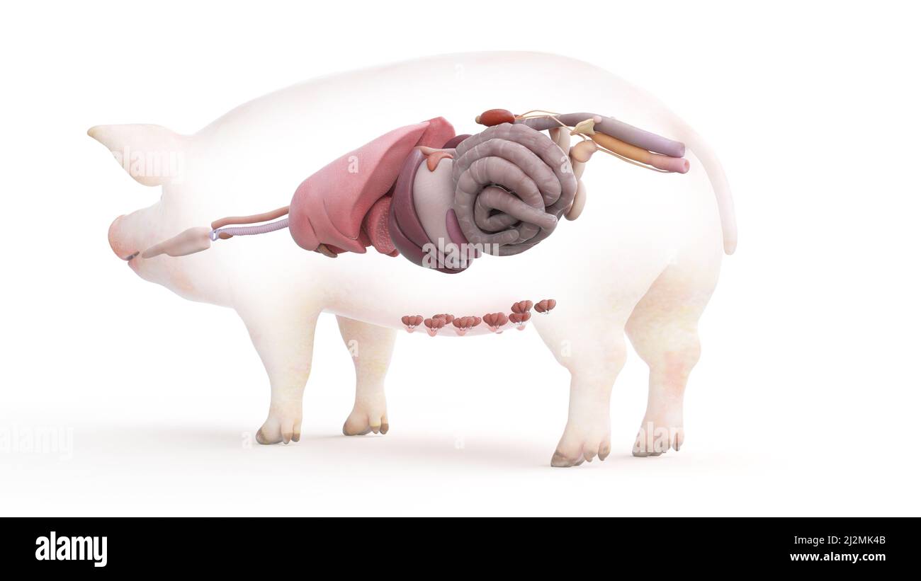 Pig anatomy, illustration Stock Photo - Alamy